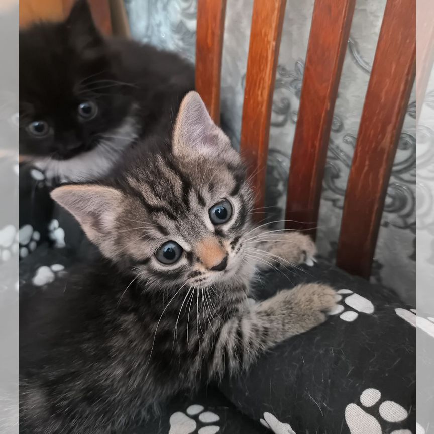 Отдам в добрые руки