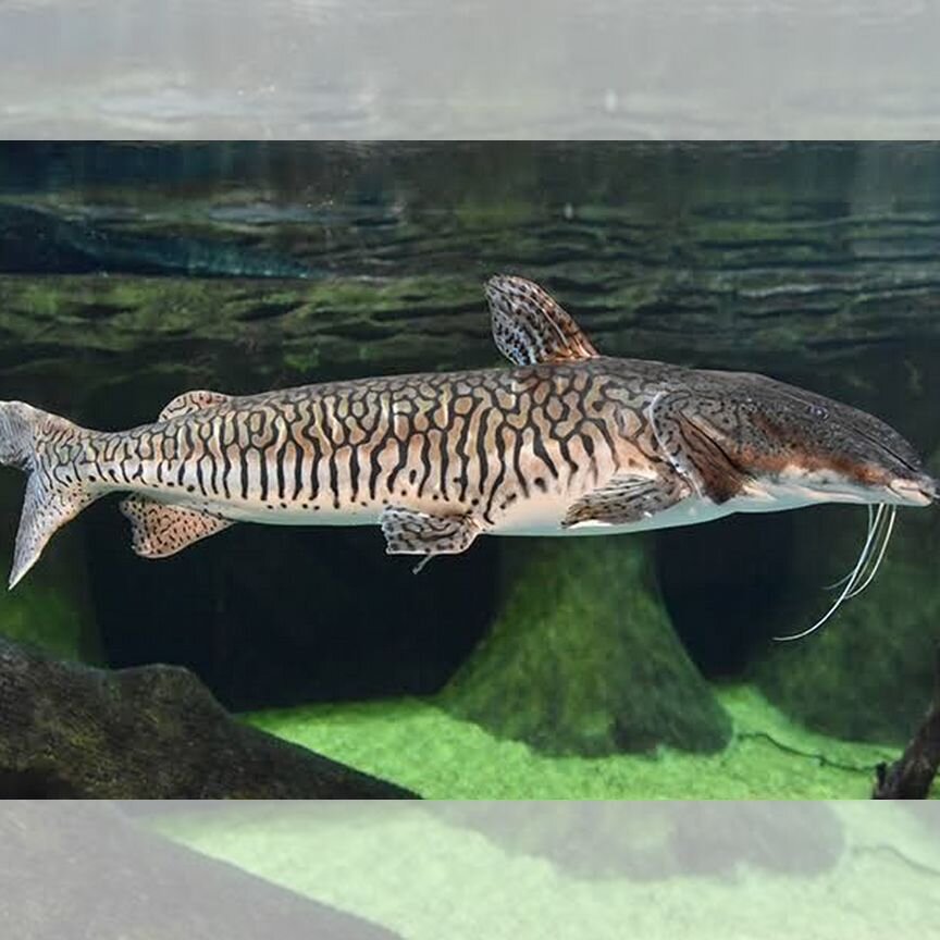 Сом тигровый