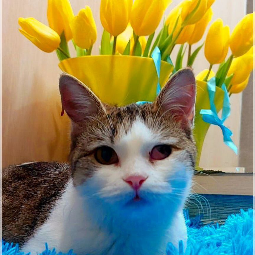 Кошка