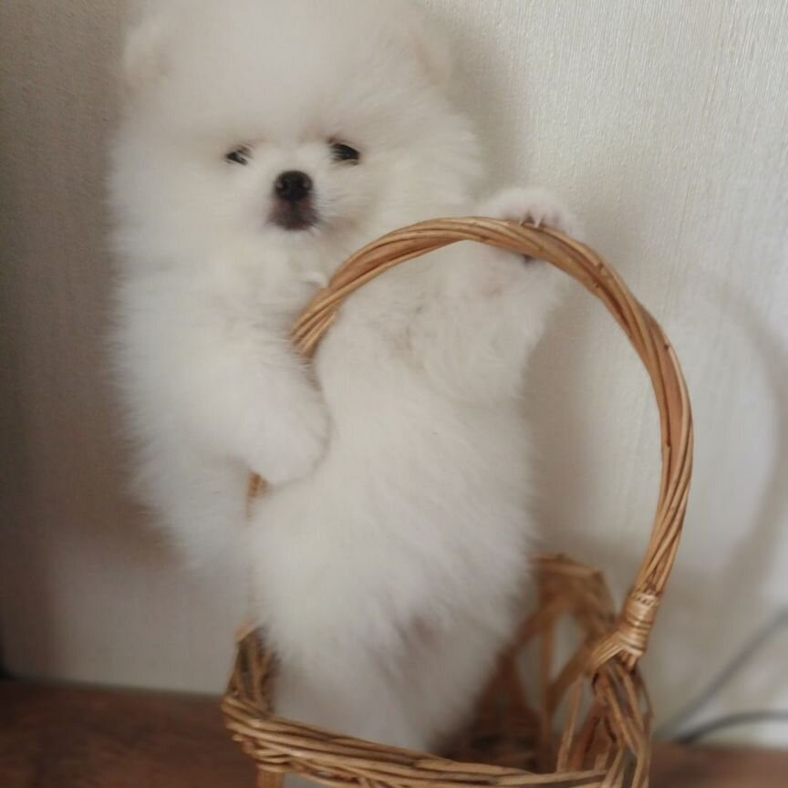 Померанские шпицы щенки