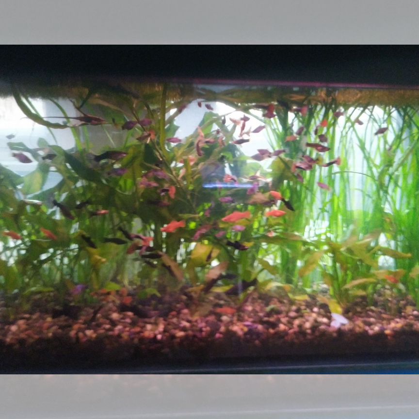 Аквариумные рыбки и растения