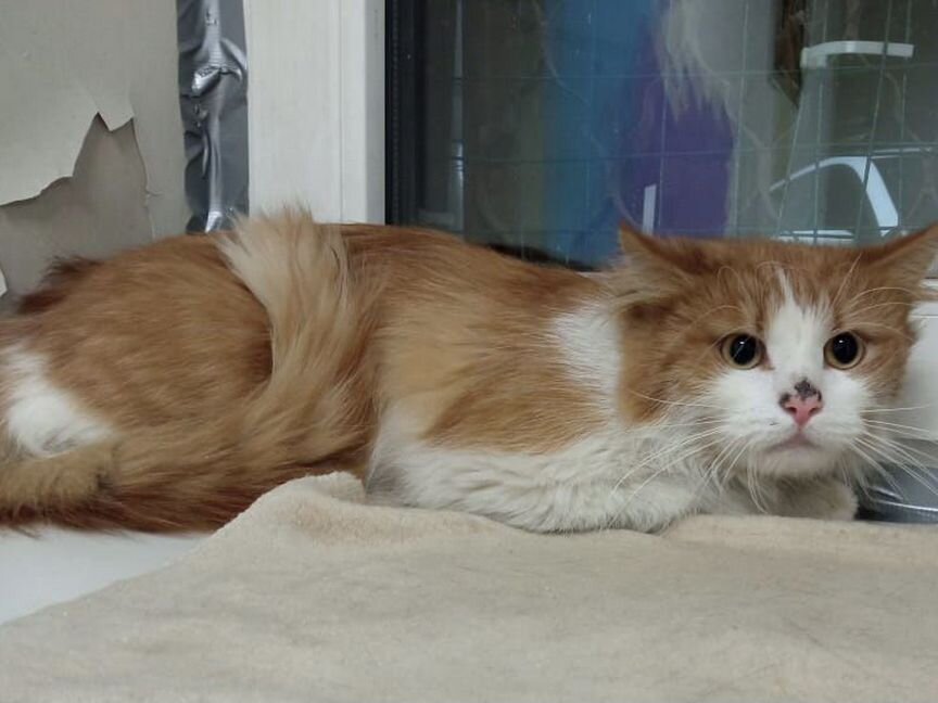 Редкой внешности домашний котик угодил в приют