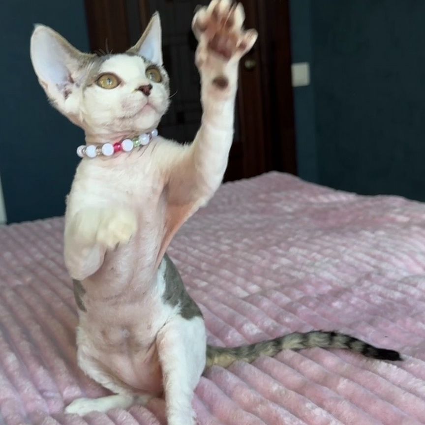 Девон-рекс котёнок