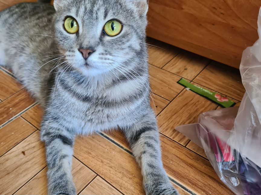 Можно в частный двор. Приют