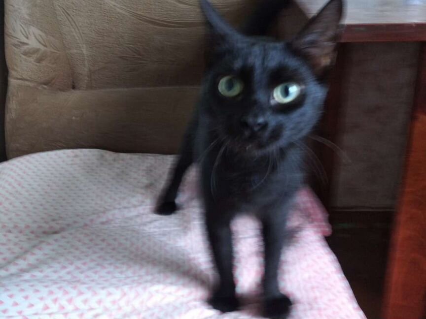 Кошка