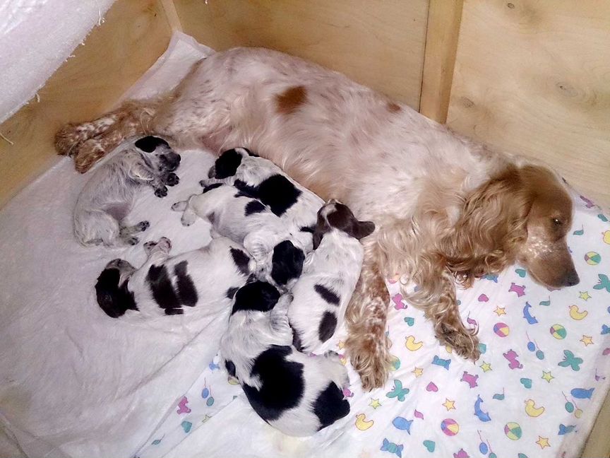 Русский охотничий спаниель