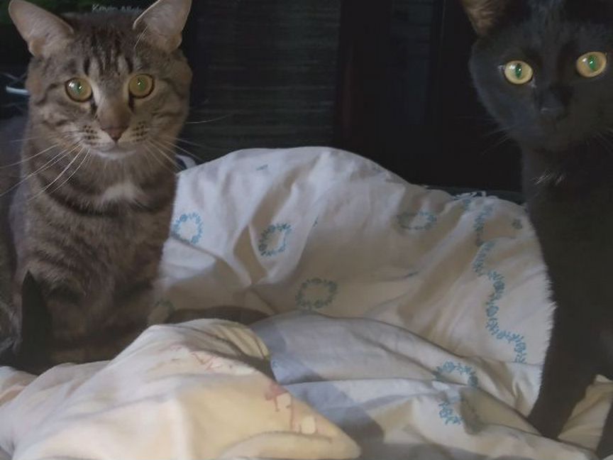 Кошки в добрые руки