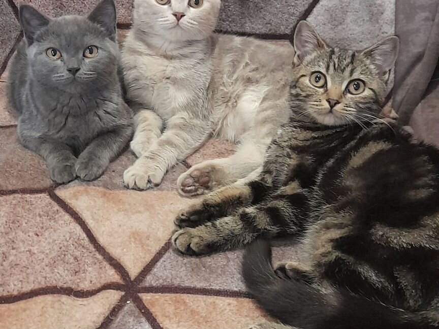 Котятки