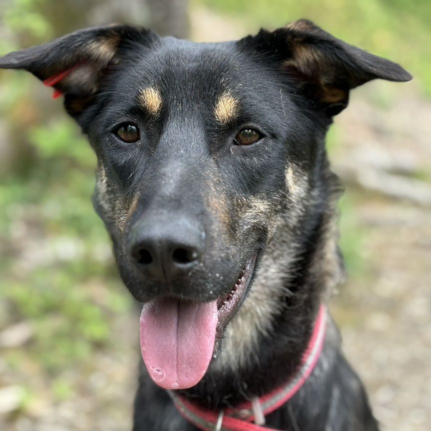 Добрый и жизнерадостный парень в добрые руки