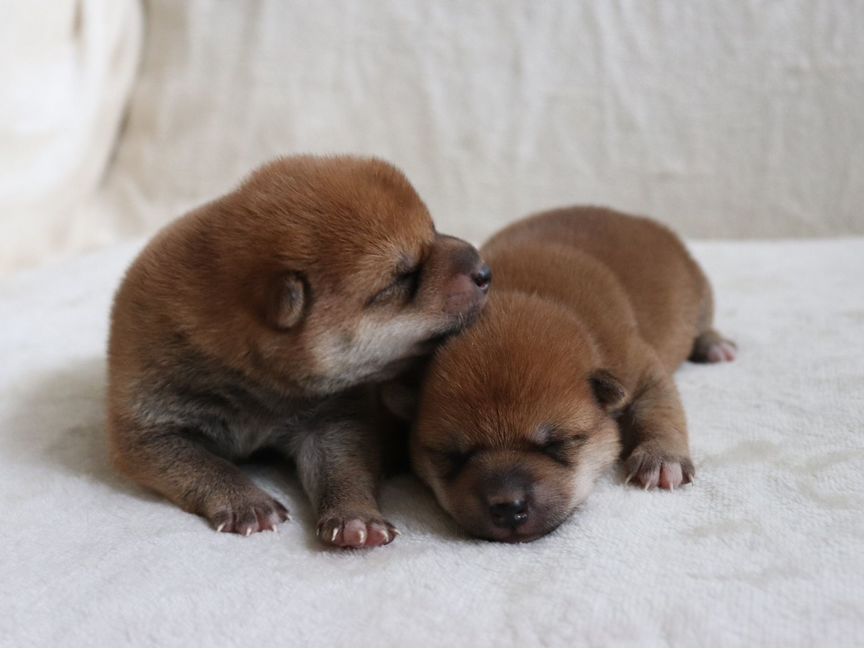 Сиба ину щенки