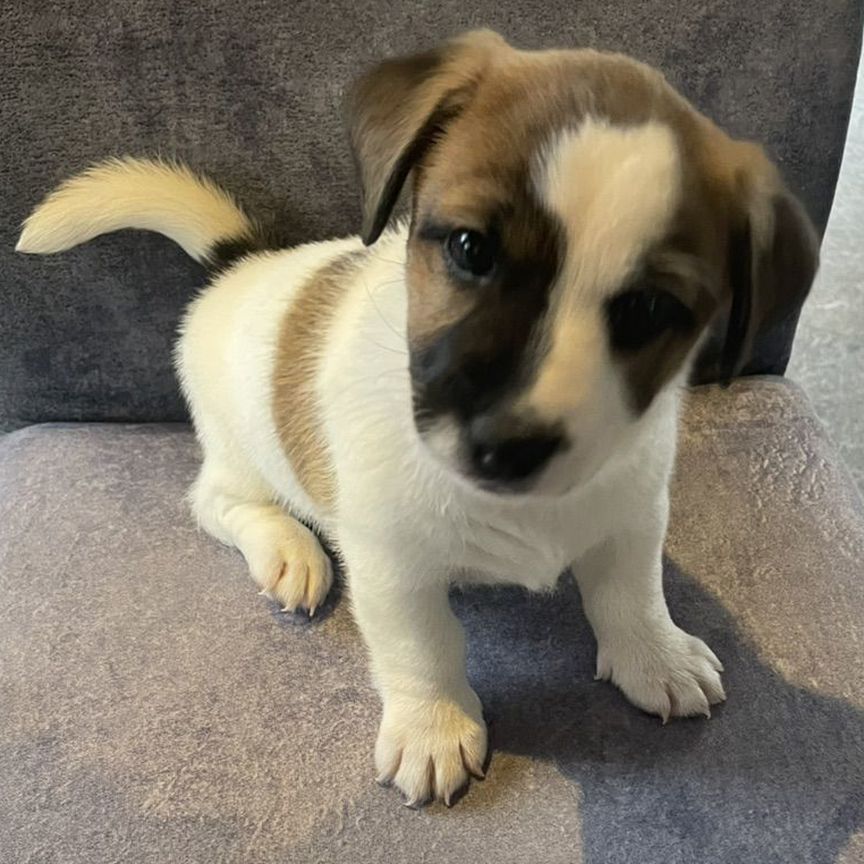 Джек-рассел-терьер, щенок