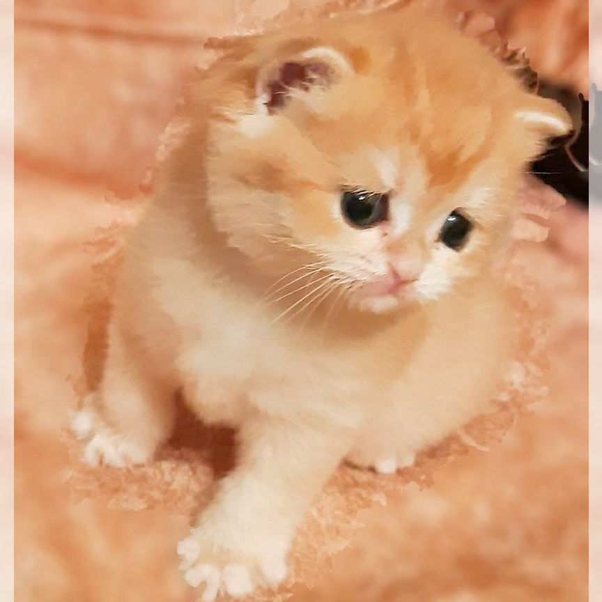 Золотая британская шиншилла