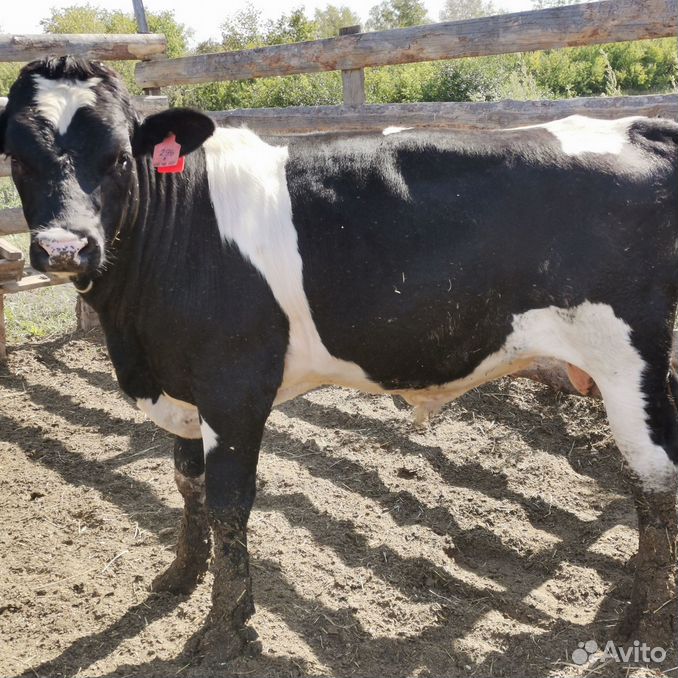 Бык на племя