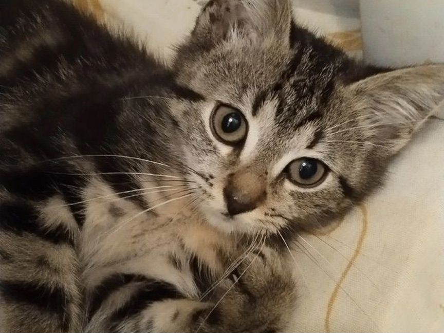 Котенок девочка в дар