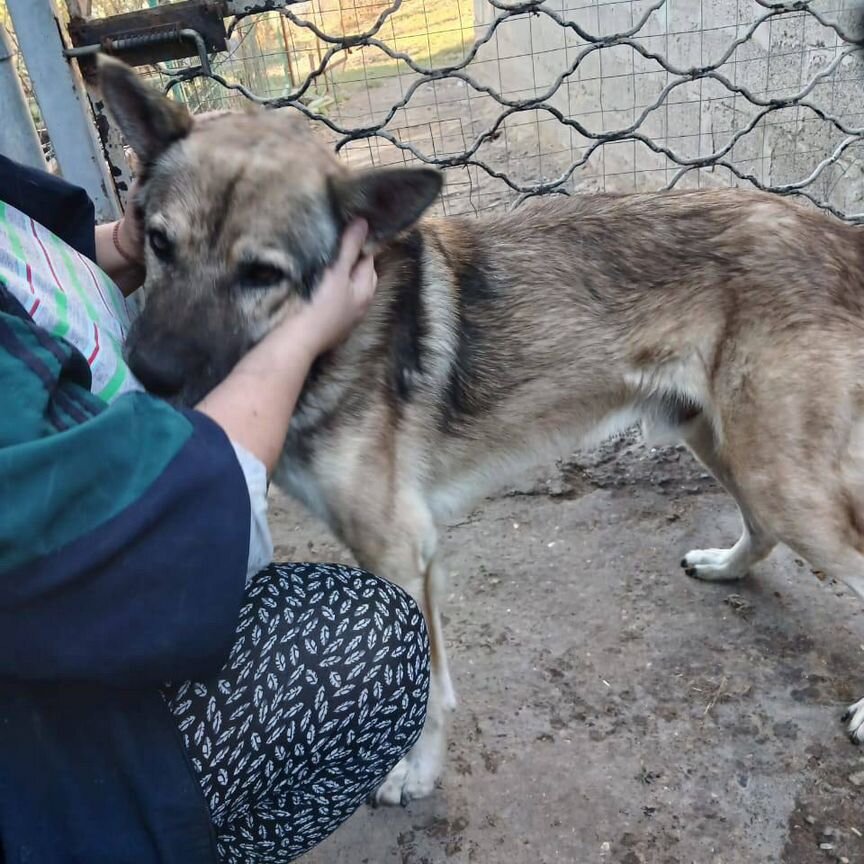 Добрый собакен в дар