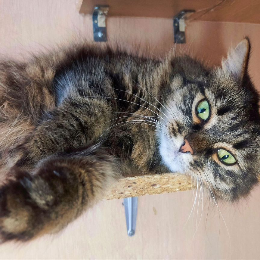 Кошка