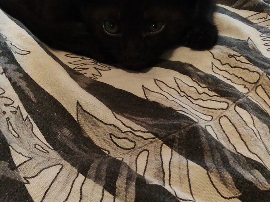 Кошка в дар