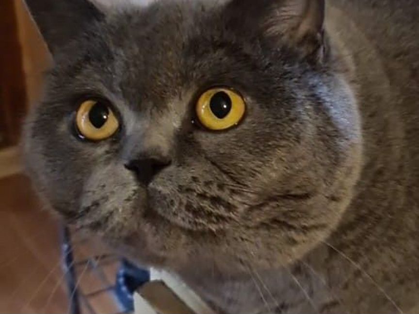 Ненужное наследство. Британка в добрые руки