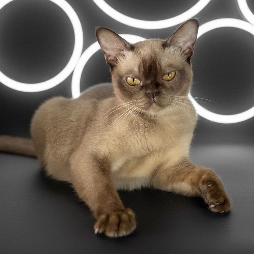 Европейский бурманский котёнок