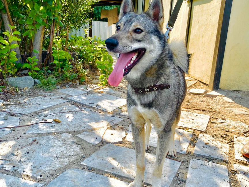 Классный мальчик 1,5 года 15 кг бесплатно