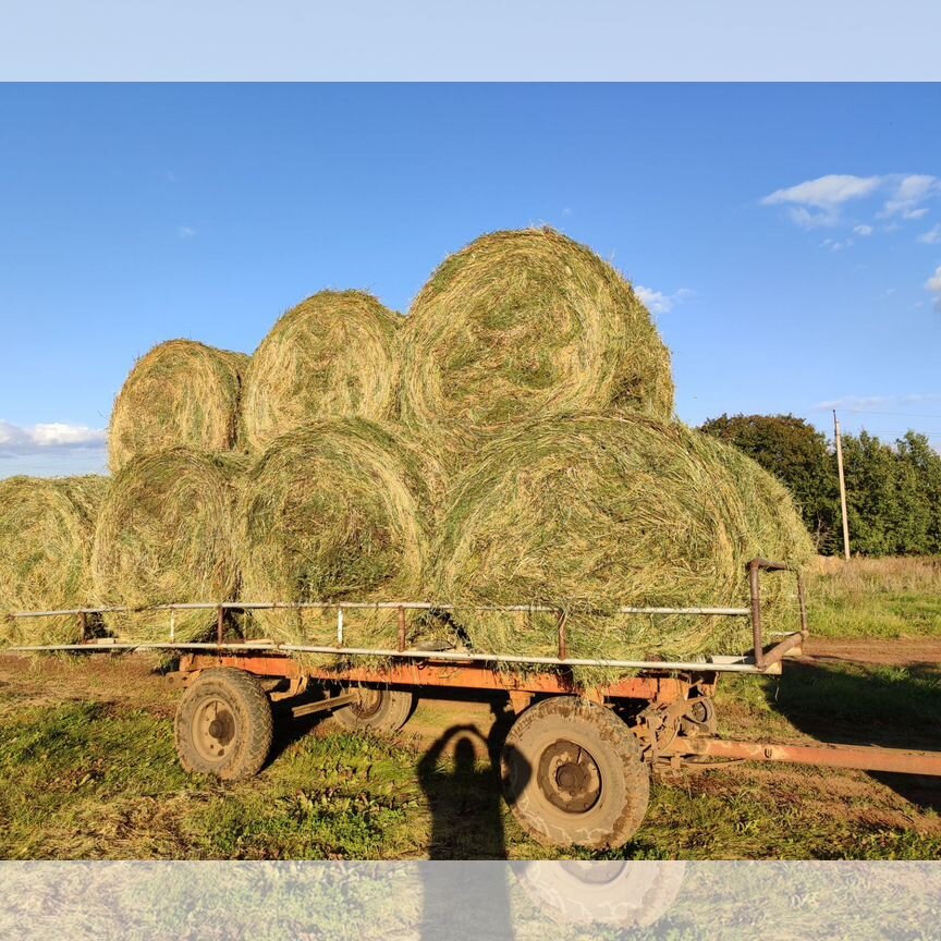 Сено люцерны в тюках