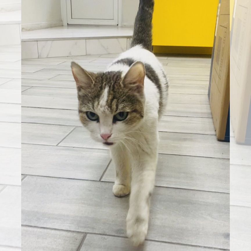 Беременная кошка замерзает на улице