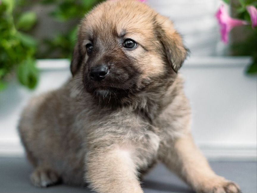 Классный щенок-мальчик в добрые руки