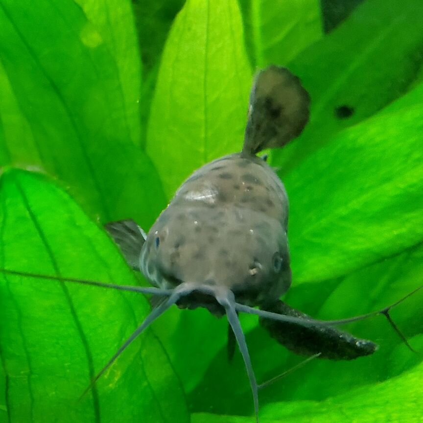 Сом Торакатум