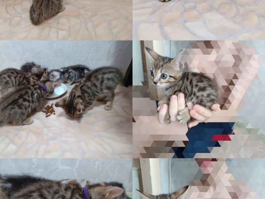 Бенгальская помесь
