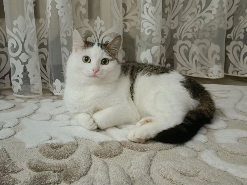 Отдам кошечку