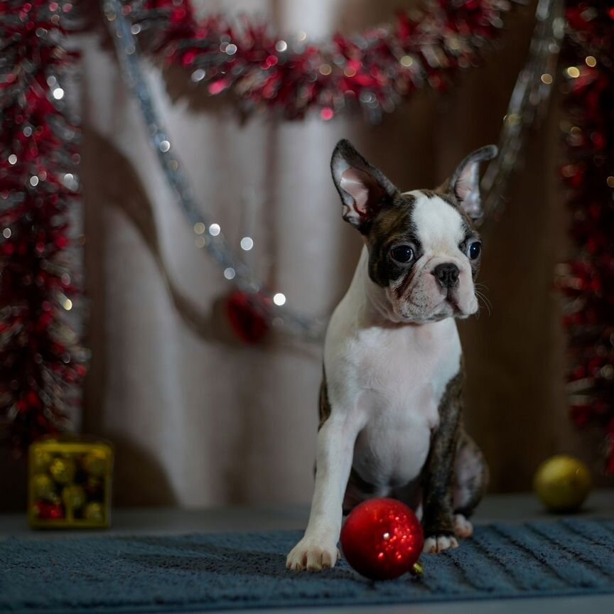 Бостон-терьер, щенок