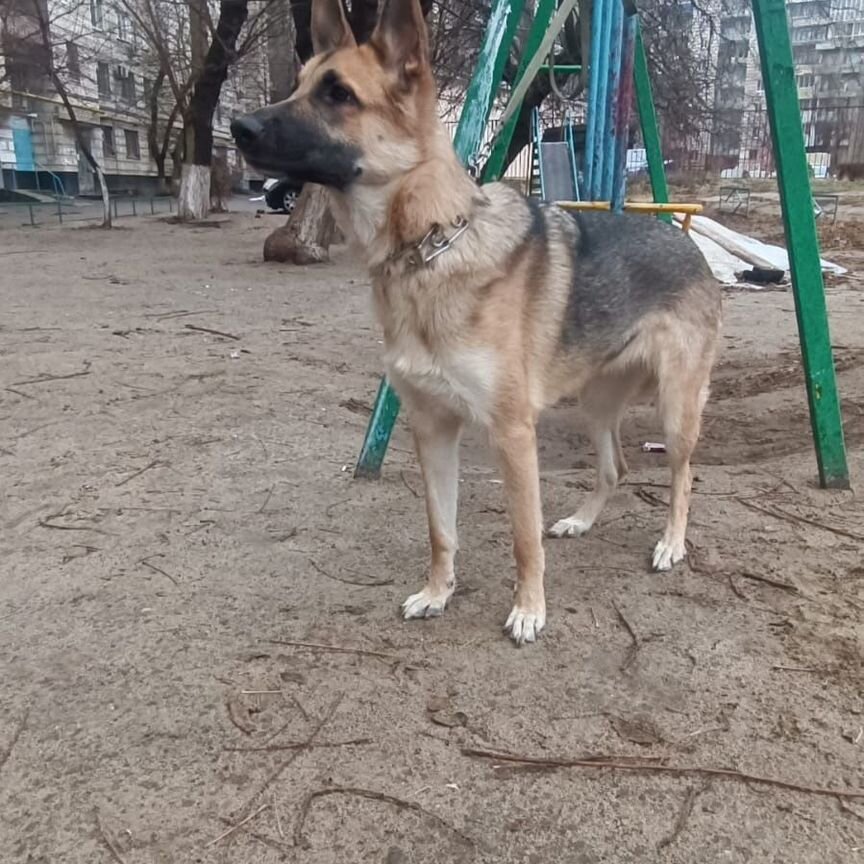 Пристраивается в добрые руки
