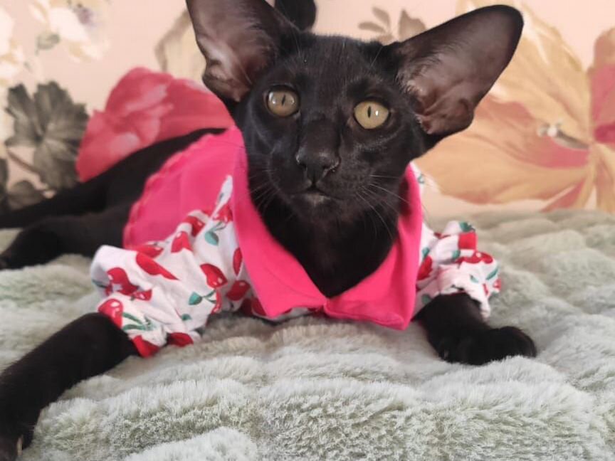 Ориенталочка