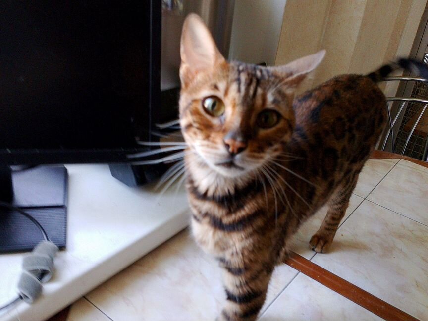 Бенгальская кошка