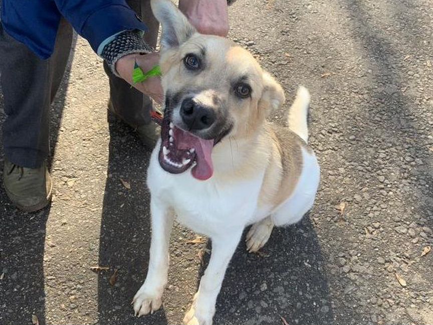 Приходите на прогулки с приютскими собаками