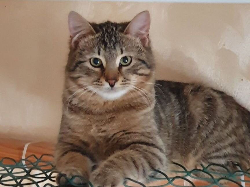 Котик Барсик