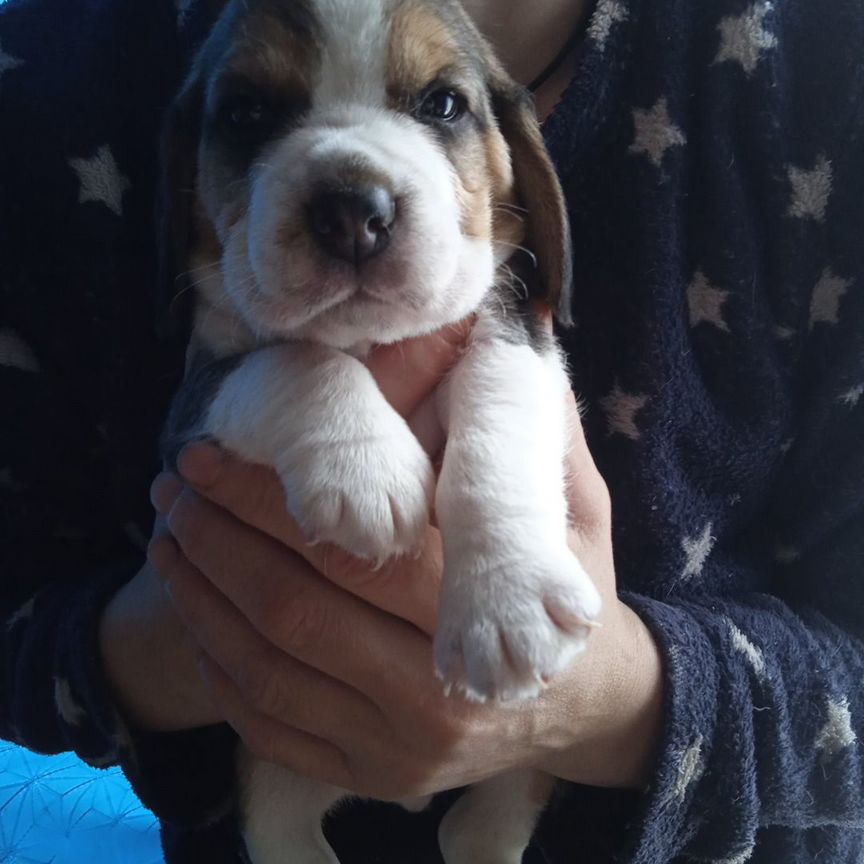 Собаки щенки бигль