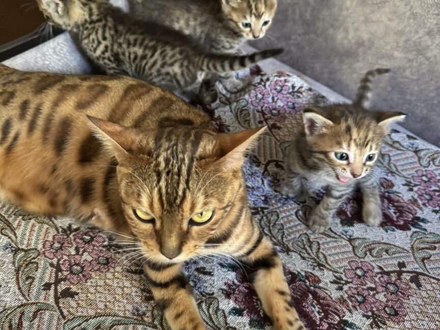 Котёнок (полубенгал)