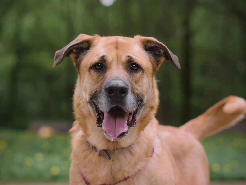 Собака в добрые руки