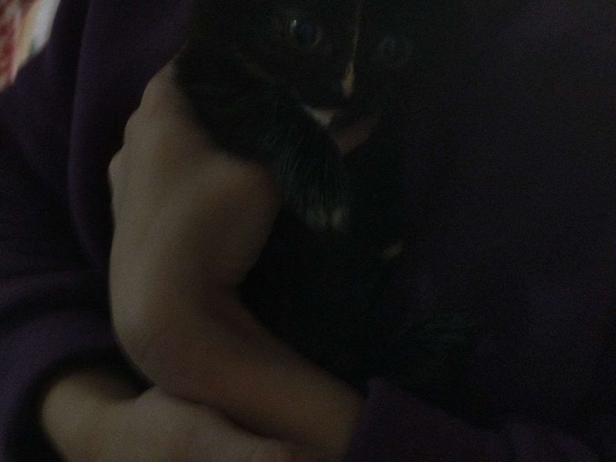 Кошка и 3 кота отдам Бесплатно
