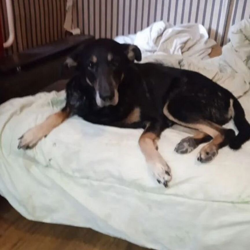 Взрослый пёс в добрые руки