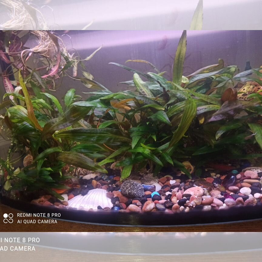 Водоросли для аквариума. Криптокорина