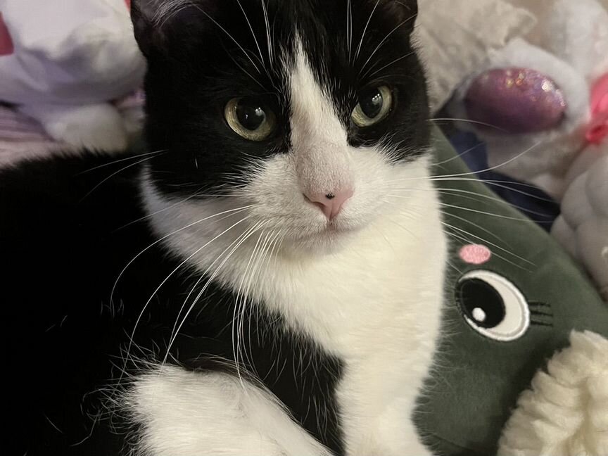 Кошка