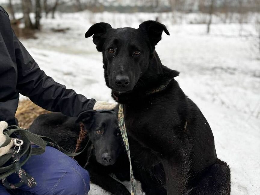 Айве и Эйве нужен дом