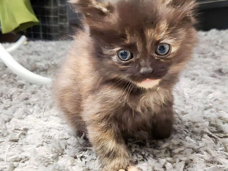 Котенок в добрые руки