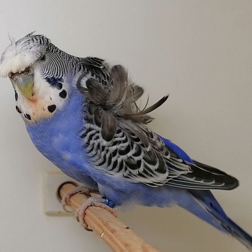 Волнистые попугаи Хагоромо