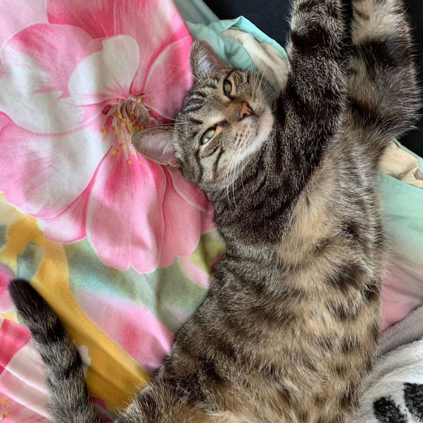 Кошка