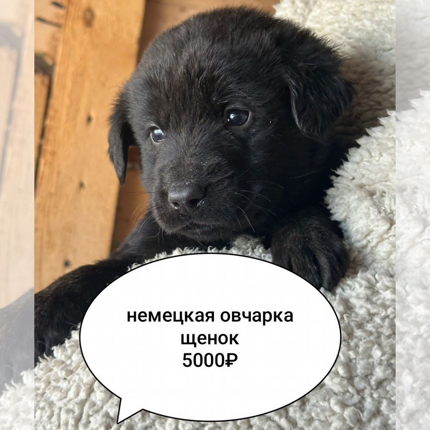 Щенок в добрые руки