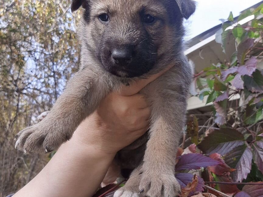 Малютки щеночки
