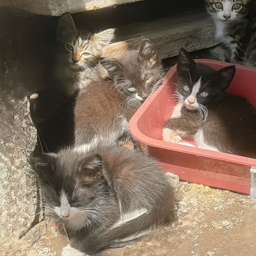 Котёнок в добрые руки